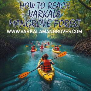How to reach Varkala Mangrove Forest easily by Train, Bus or Taxi.